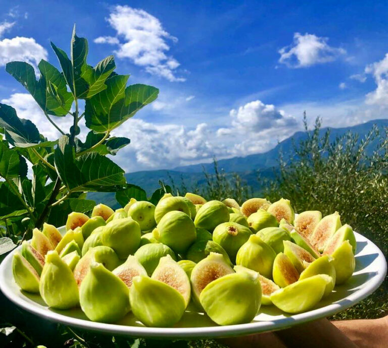 Weiße Feigen - Cilento Ferien